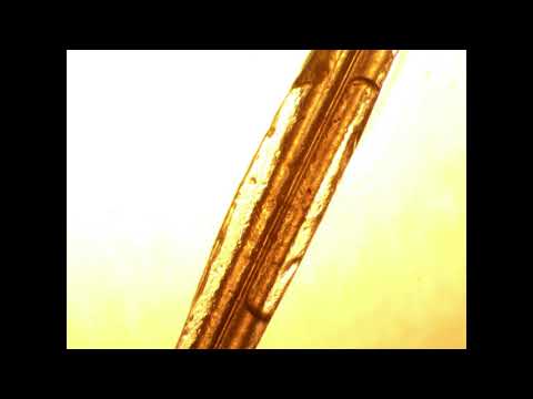 Hummingbird Tongue Microscope