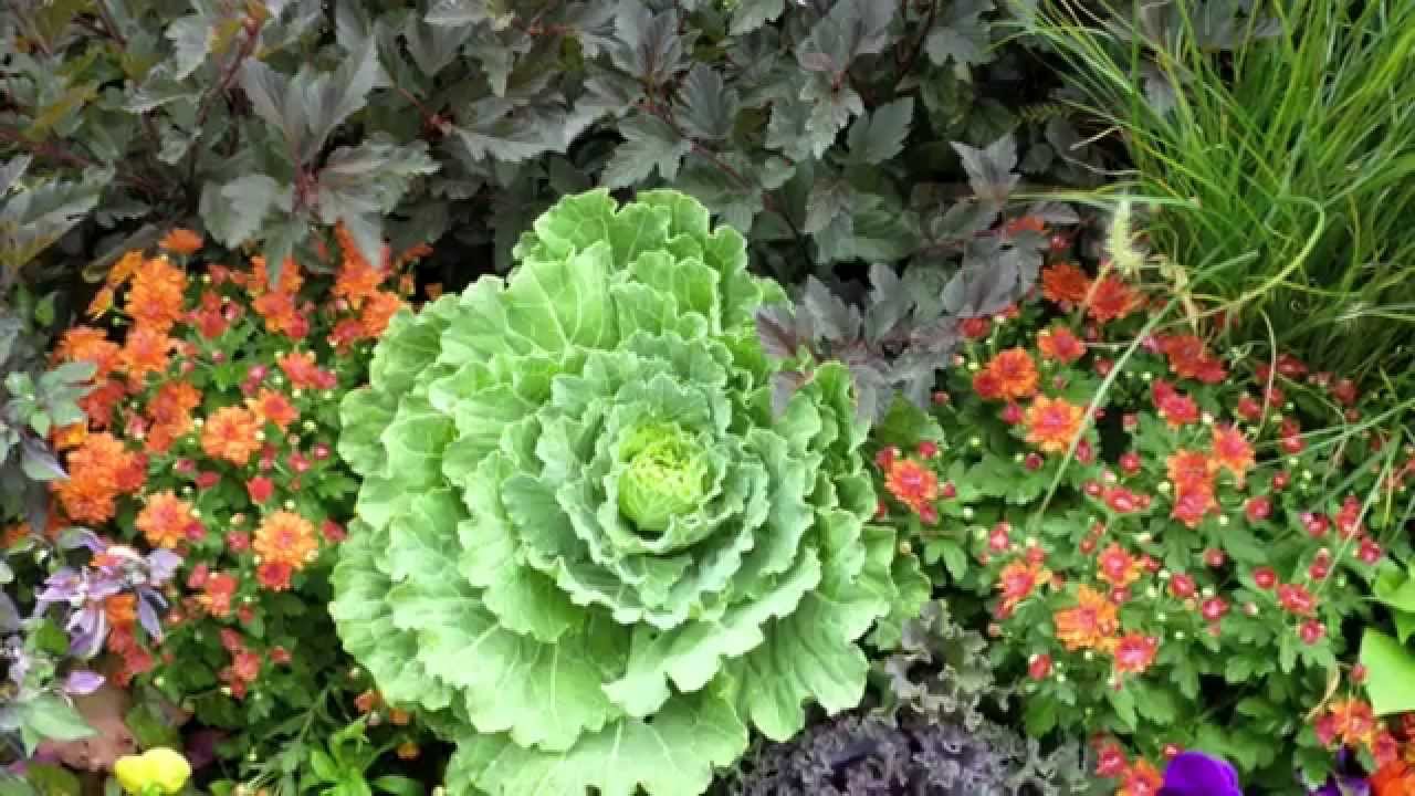Fall Kale - All About Color - YouTube