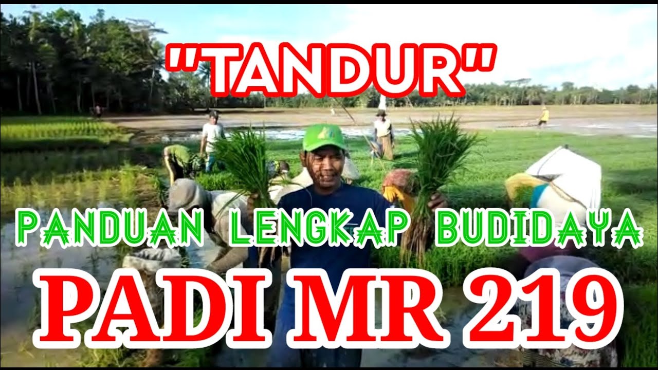 TANDUR Tanam Padi MR 219. Panduan Budidaya Padi lengkap - YouTube