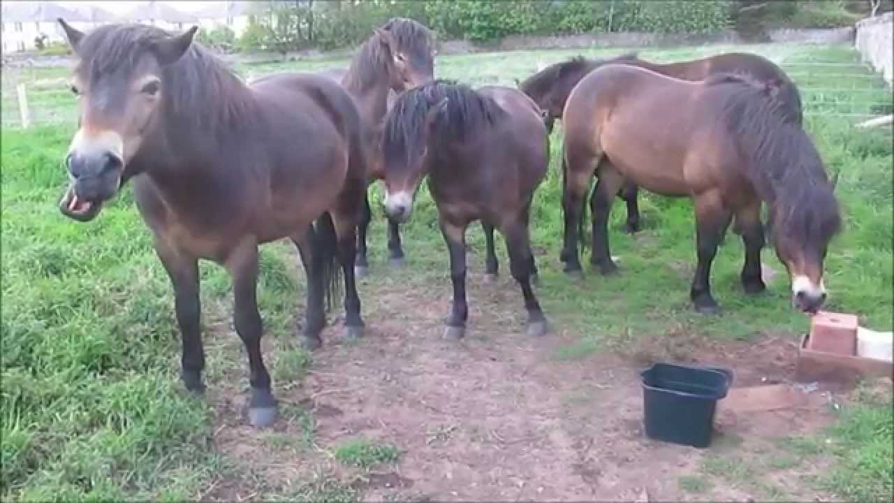 Exmoor ponies at North Berwick - YouTube