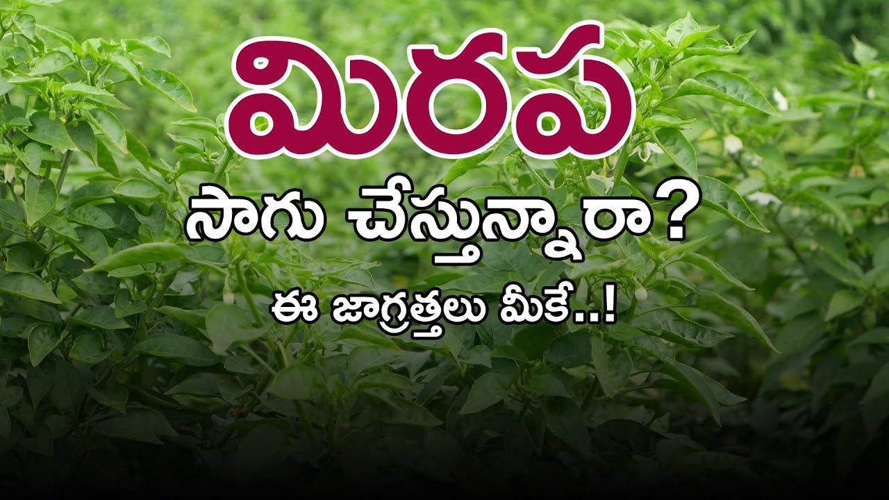E377 | మిరపలో అధిక దిగుబడికి సూచనలు | #gramabazaar | 94912 78836, 833 ...