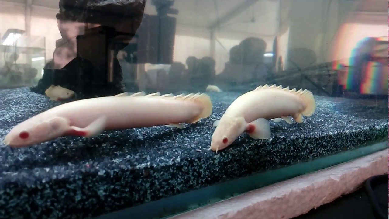 DRAGON FISH - Senegal bichir - YouTube