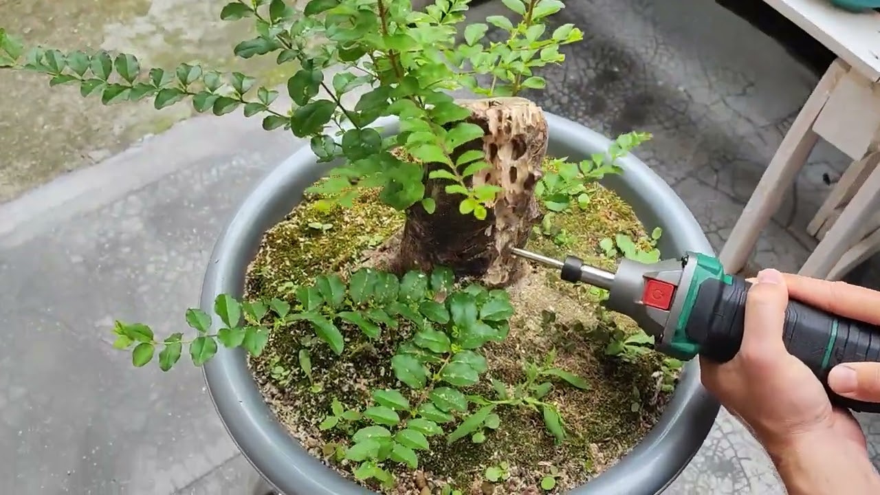 Bonsai carving - YouTube