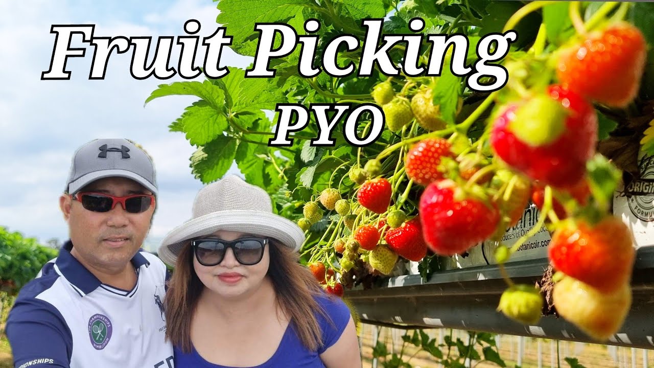 PYO farms London🇬🇧 - YouTube