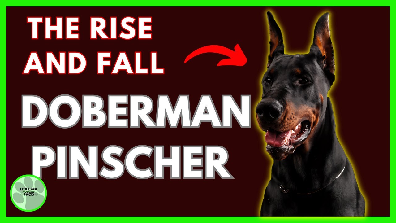 The Rise and Fall of DOBERMAN PINSCHER: Explained! - YouTube