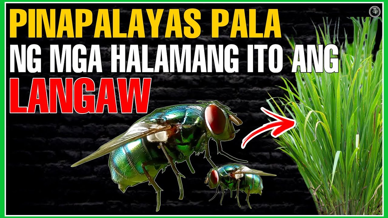 ITO PALA ANG MGA HALAMANG PANTABOY AT PANGONTRA SA MGA LANGAW AT IBA ...