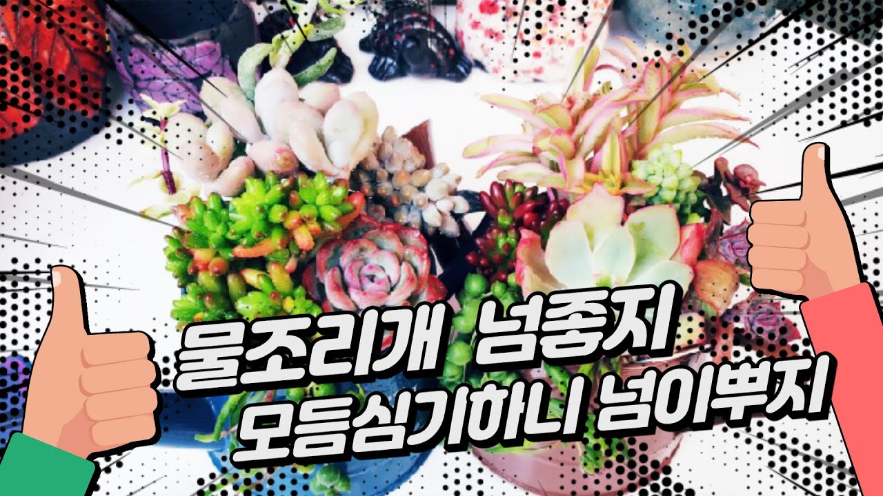 식물이좋아요인기동영상숙다육티비다육식물 다육이키우기 다육이 초보다육 다육이들베란다다육이 多肉植物힐링음악 수면음악
