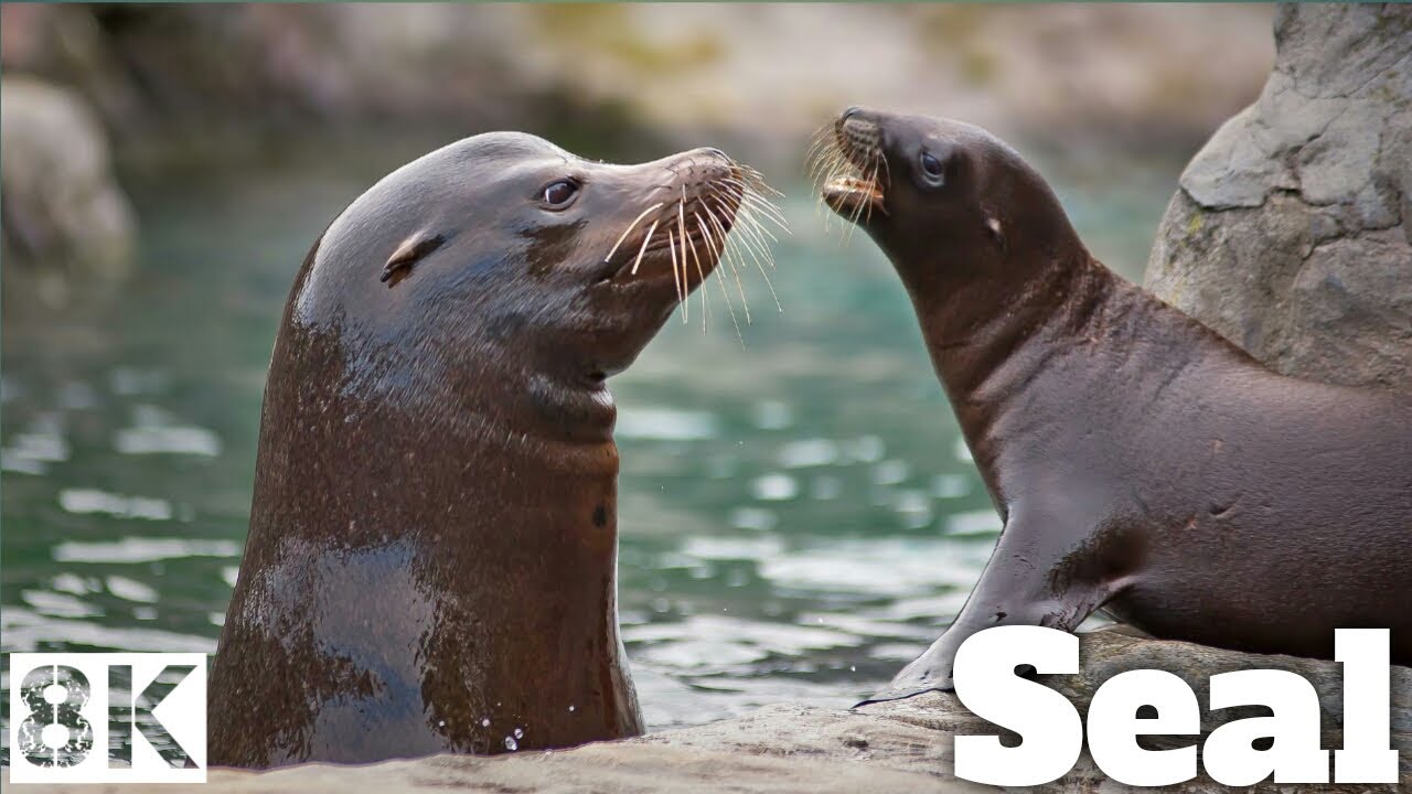 Amazing Seal - Seal 4K View - 4K Walking - Travel Vidio - Seal 4K Video ...