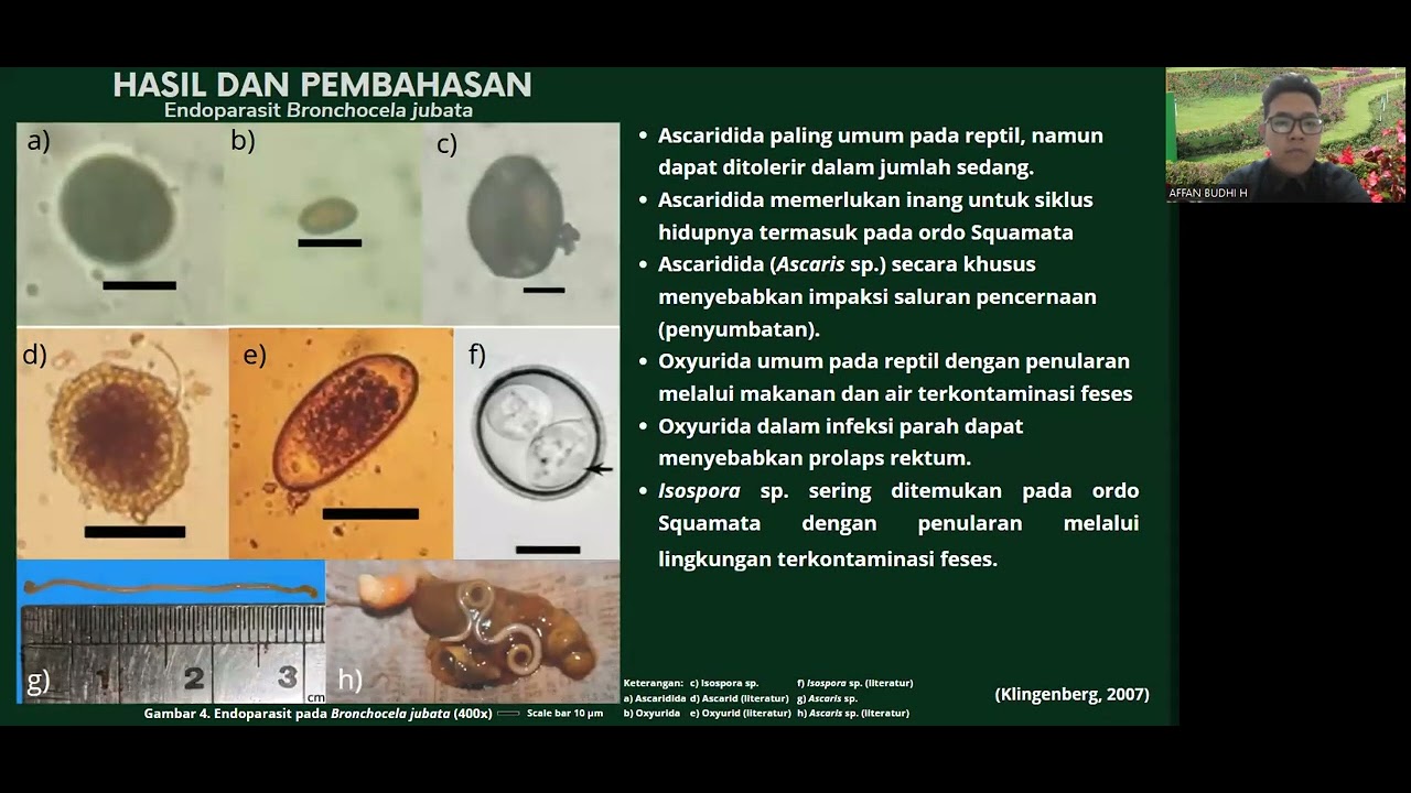 Endoparasit Bronchocela jubata - Kelompok 4 Parasitologi - YouTube