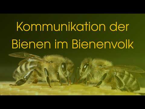 Schwänzeltanz und Co - Wie Bienen im Dunkeln miteinander kommunizieren