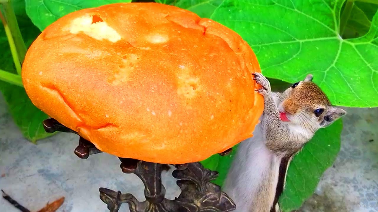 Adorable Squirrels in Action – Fluffy Tails and Bread Adventures - YouTube