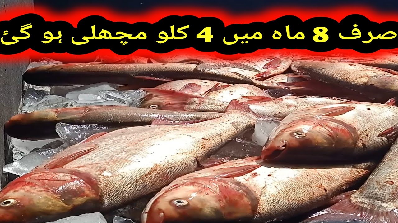 Fish farming in Pakistan / Rahou Mirigal grass Silver farming - YouTube