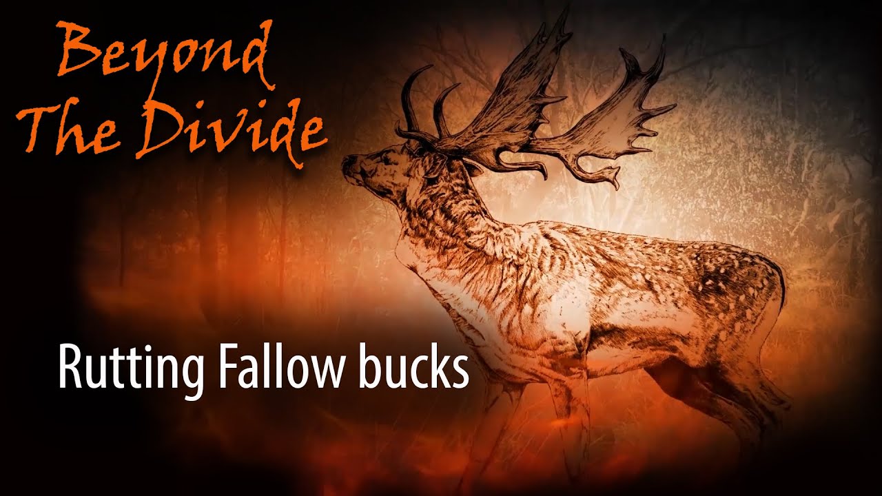 South Australian Fallow in the Rut | Beyond The Divide - Series 3 EP 1 ...