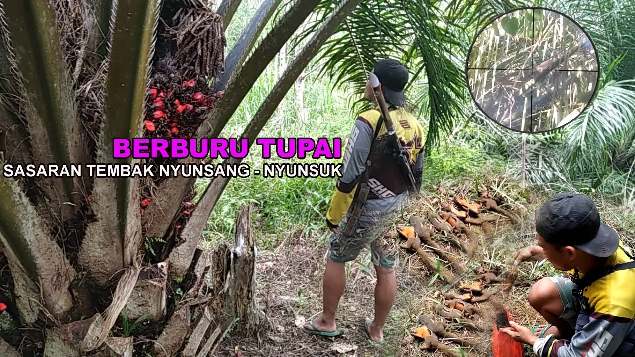 BERBURU TUPAI - HASIL MAKSIMAL #hunting - YouTube