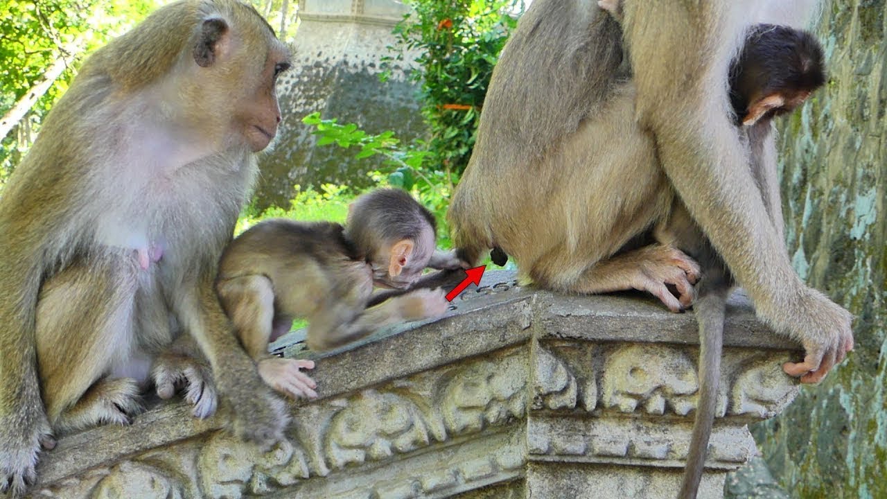 O.m.G..! So messy — tiny monkey Jessy curiously reaches toward Monkey ...