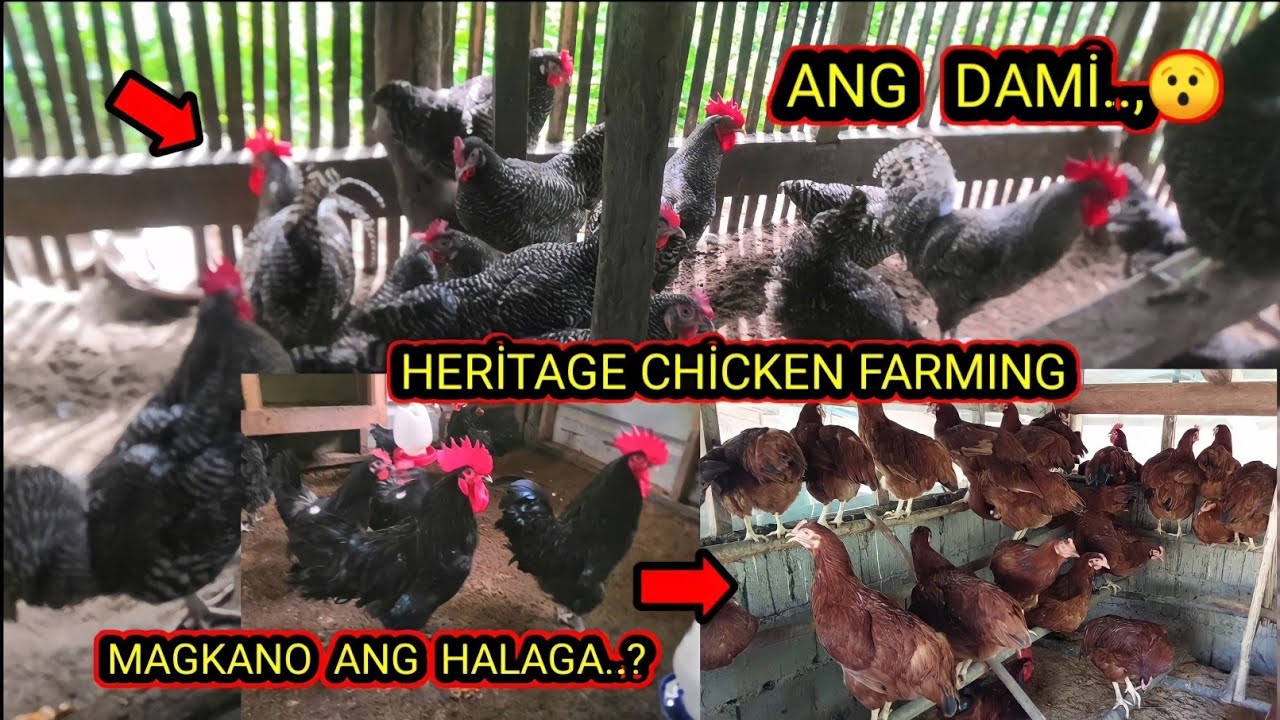 Heritage Chicken BPR,RIR,BA Magkano ang presyo | Free Range Chicken ...
