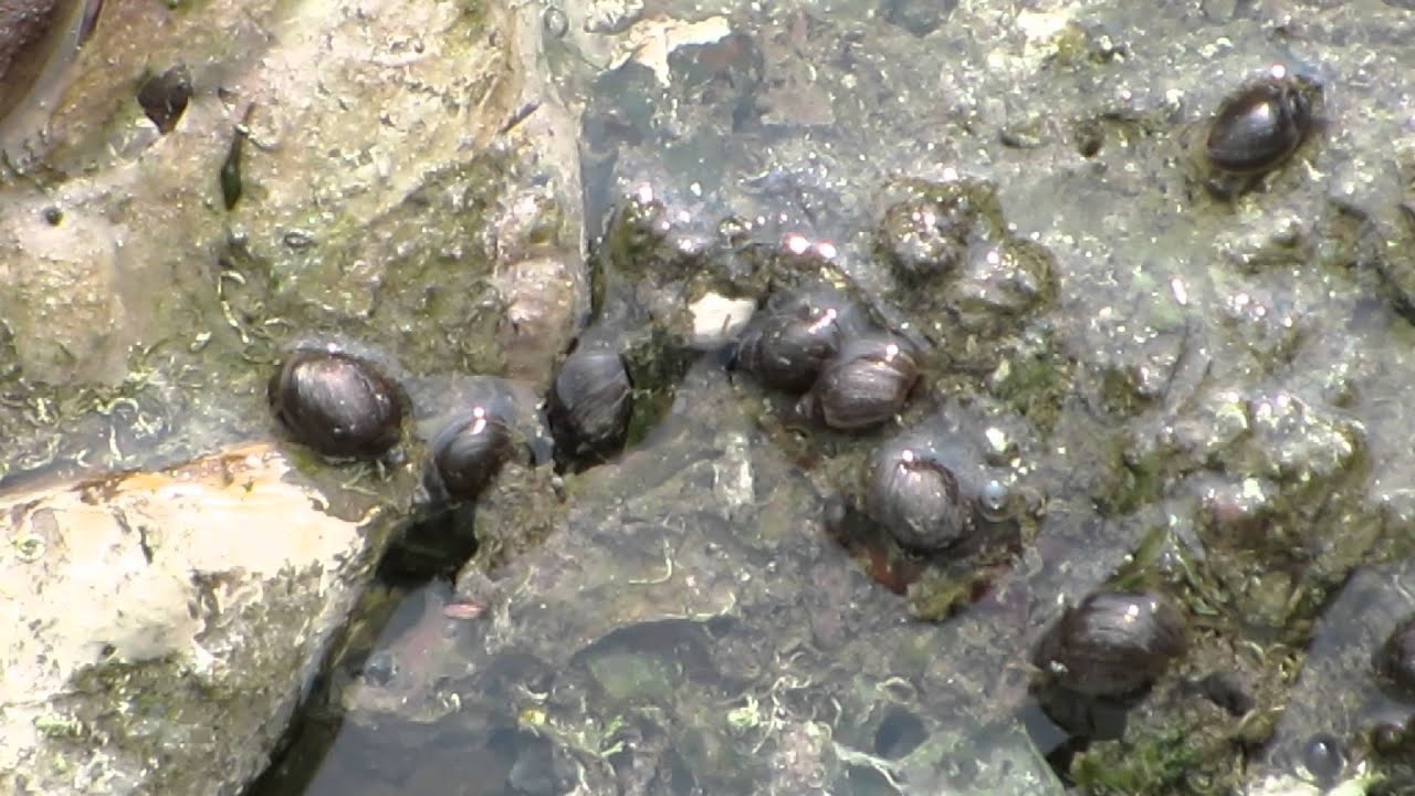 Banff Springs Snail at Cave and Basin Historic Site - YouTube