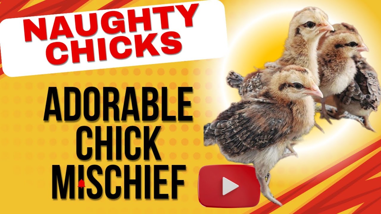 Chick Adventures: Daily Mischief and Adorable Moments! - YouTube