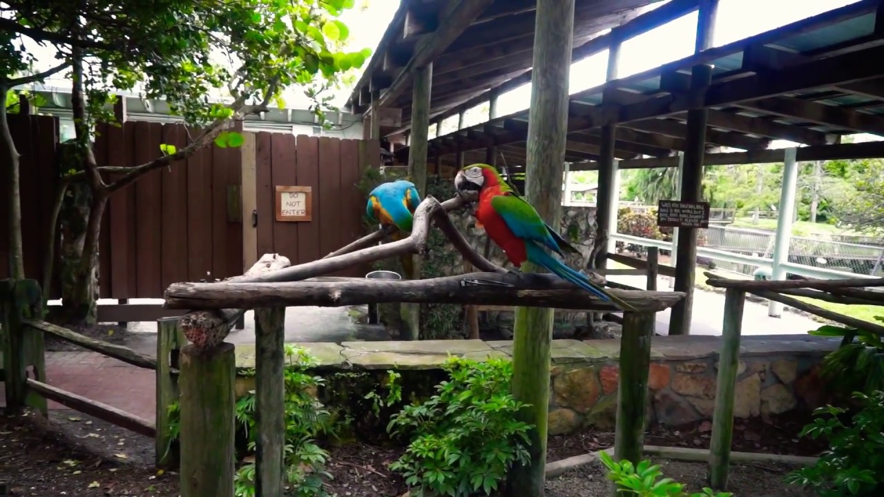 Bizarre and Weird Bird Behavior, Part 2 - YouTube