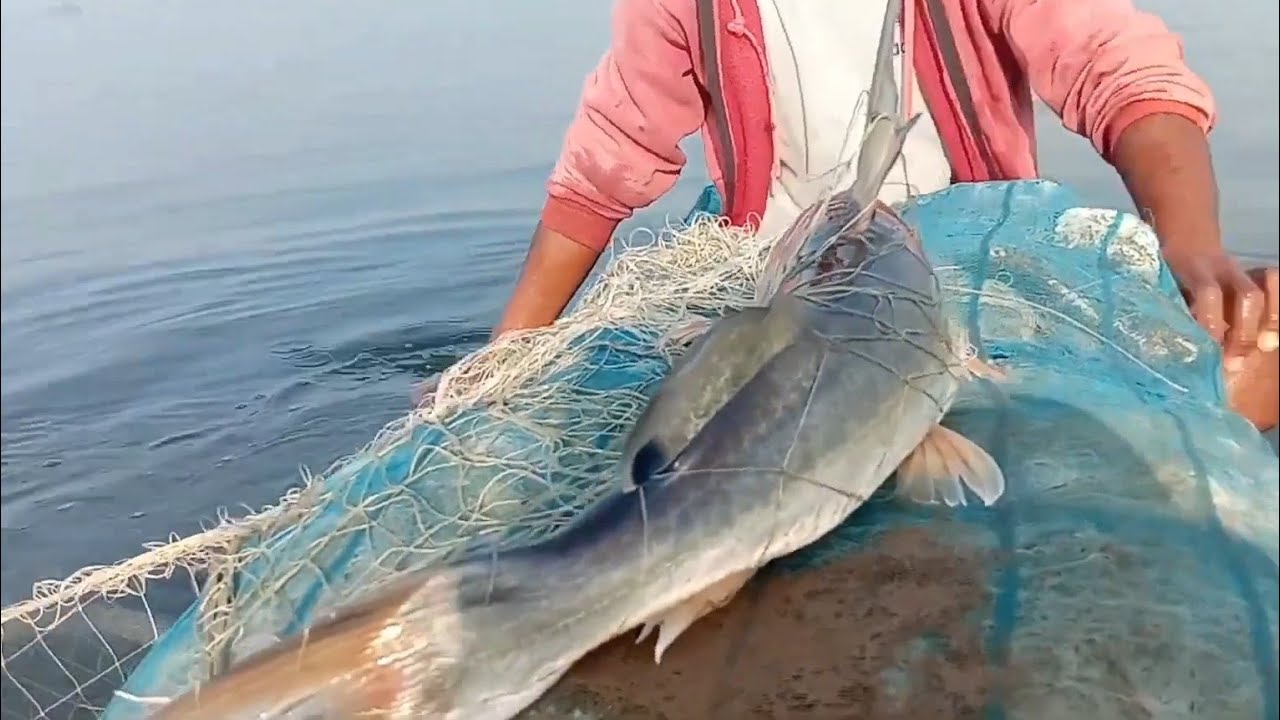 fishing video | singhara fish | tengara fishing | singada fish catching ...