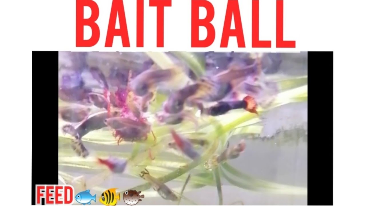 Blood worm bait ball feed guppies and more - YouTube