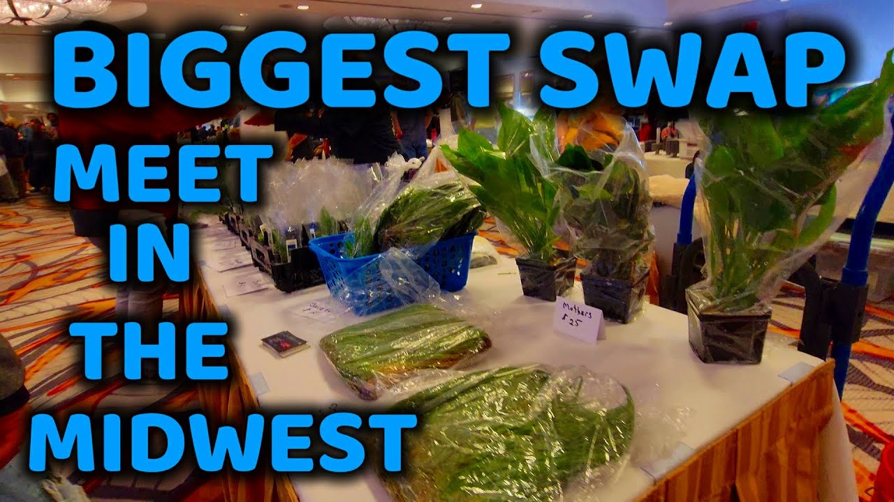 The biggest fish swap-meet in the Midwest, Northbrook, Illinois, USA ...
