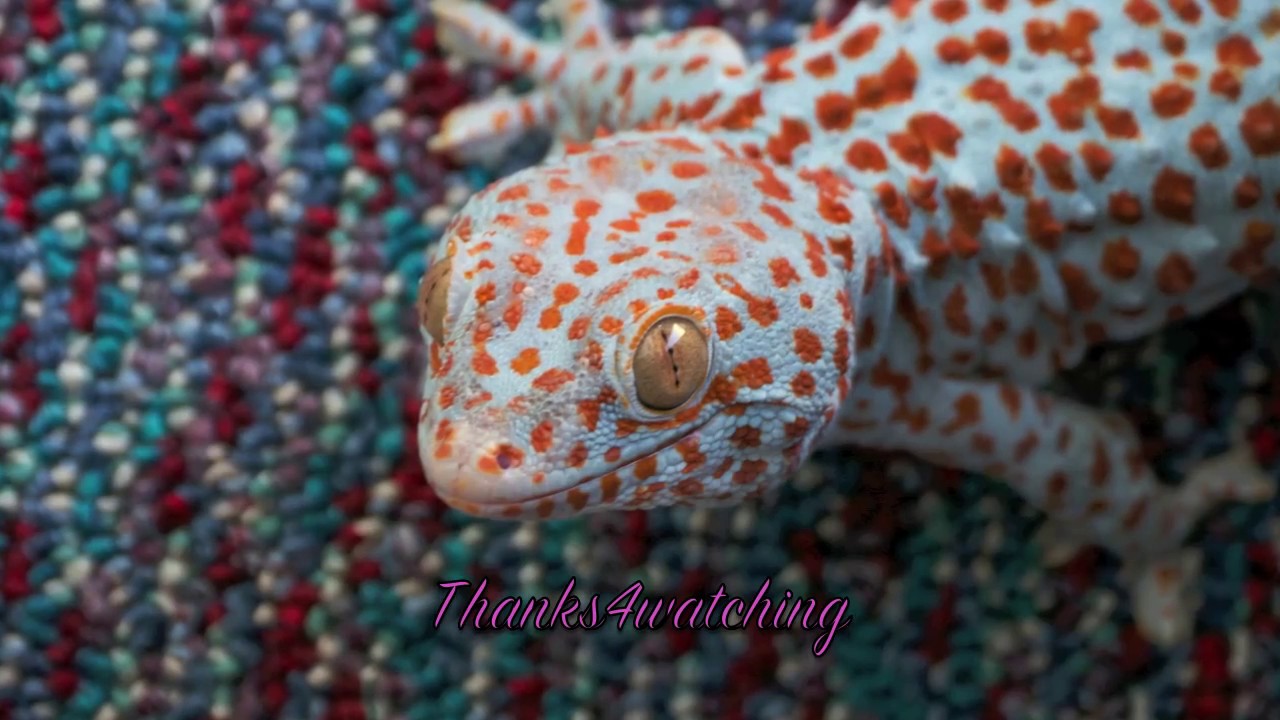 Most Beautiful Big Fat Tokay Gecko - YouTube