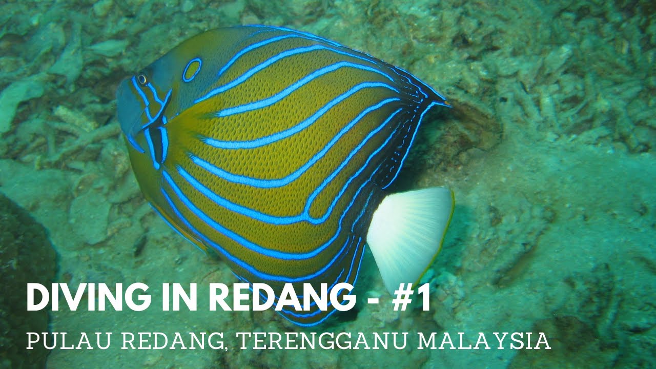 #1: DIVING IN REDANG, TERENGGANU MALAYSIA| PULAU REDANG|REDANG ISLAND ...