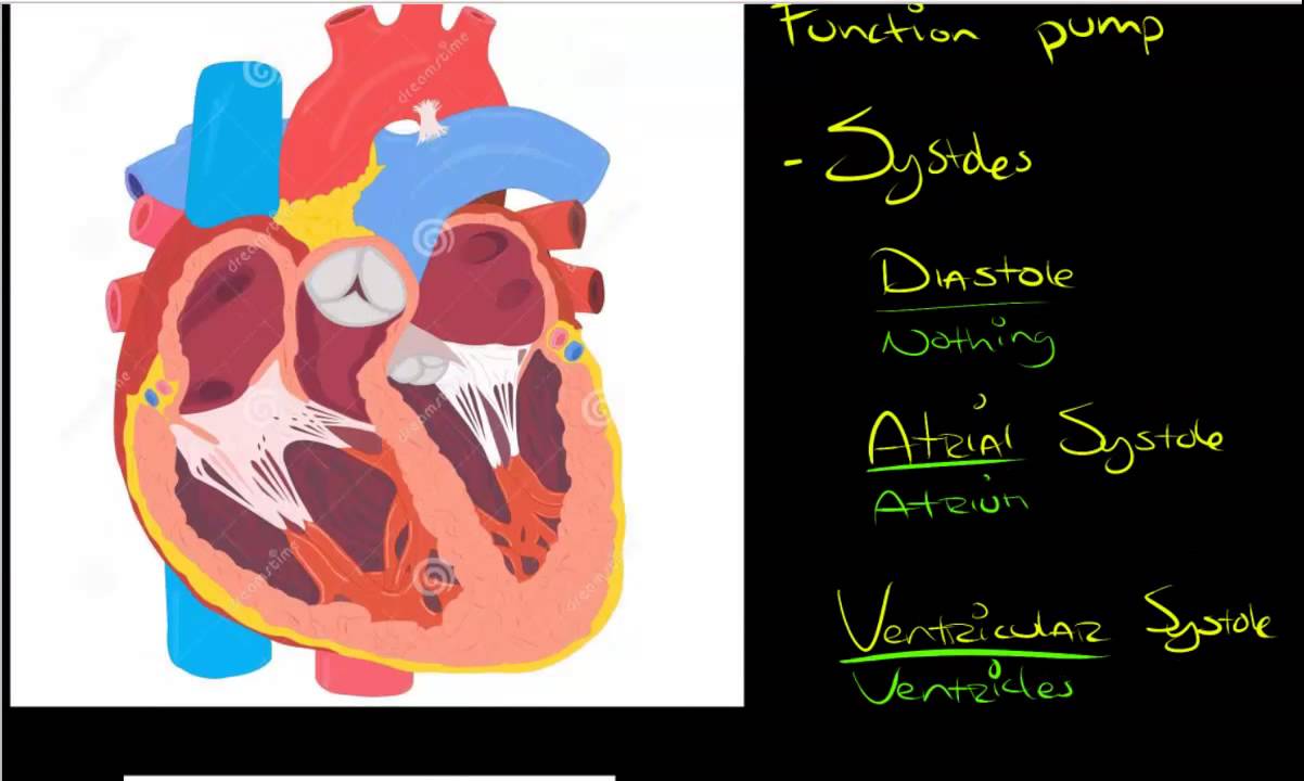 Cambridge IGCSE Biology - Chapter 9 Circulatory Systems - YouTube