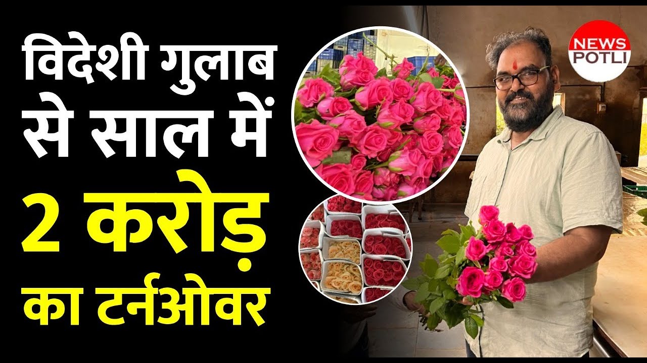 Rose Cultivation : Rose Farming Business in India || floriculture in ...