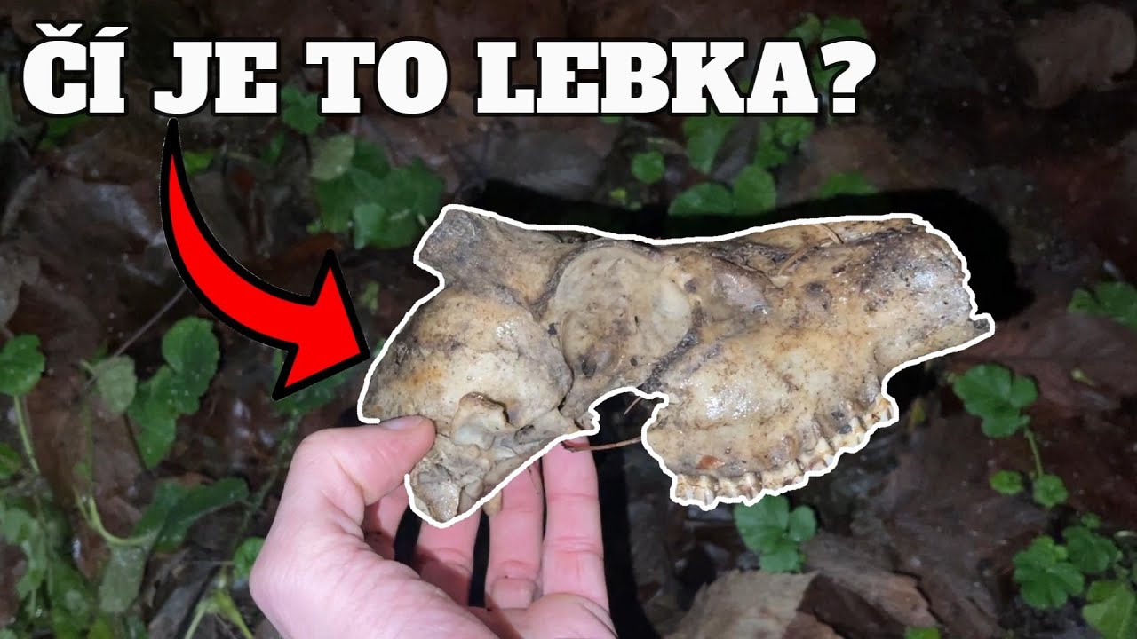 HLEDÁME LEBKY V LESE! - YouTube