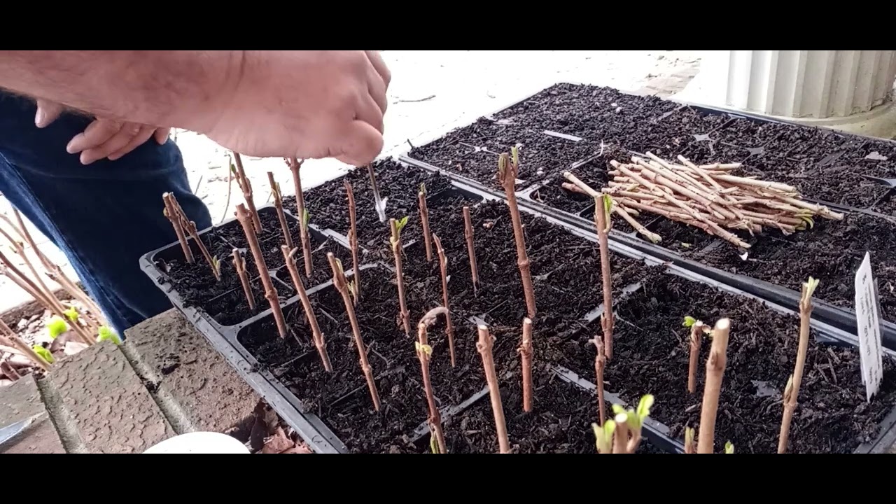 Propagating Japanese snowball bush from cuttings in a liner tray. - YouTube