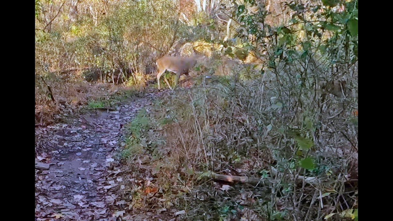 Mountain Biking Core Creek Park Broke Back loop trail from the Duchess ...