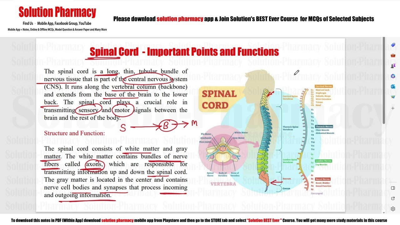 Anatomy & Physiology (87) Spinal Cord | Important Functions of Spinal ...