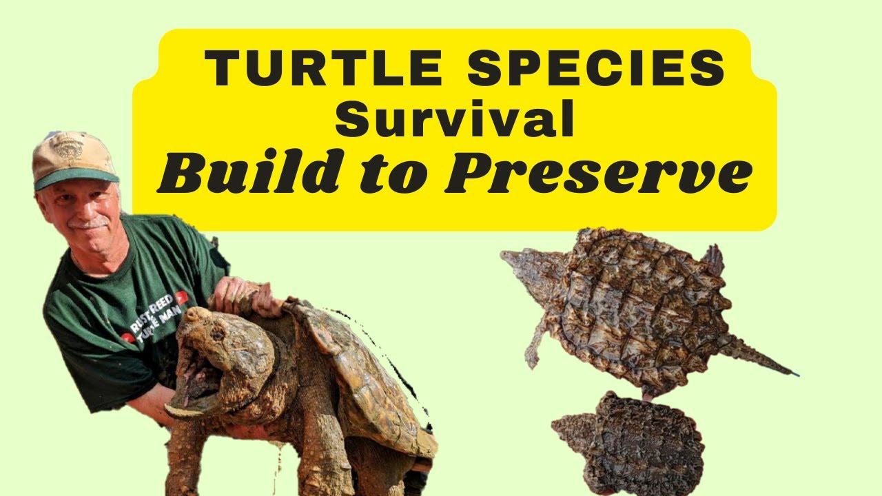 Turtle Species Survival, Build to Preserve - YouTube