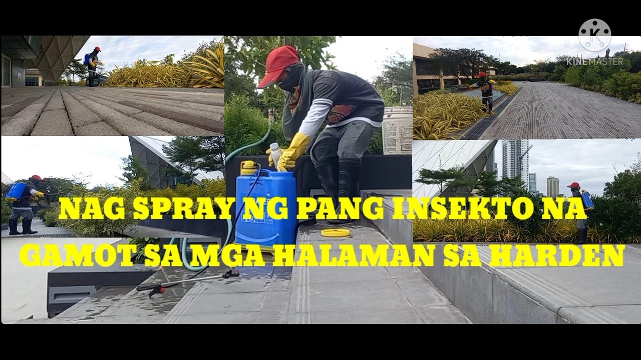 KAPINOY/NAG SPRAY NG PANG INSEKTO NA GAMOT SA MGA HALAMAN SA HARDEN ...