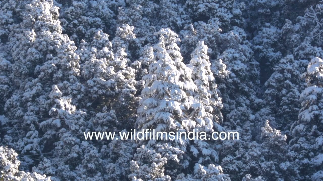 Winter wonderland: Landour, Motidhar and Jabbarkhet estate get snowed ...