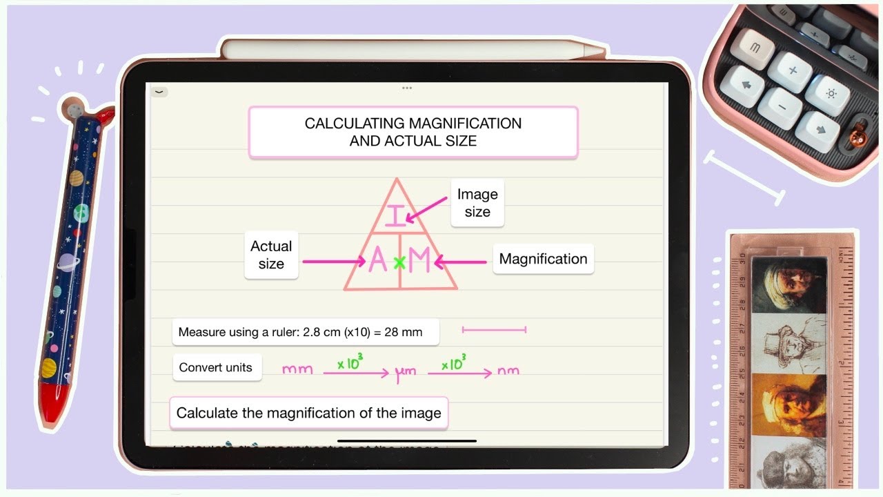 How To Calculate Magnification And Actual Size DP Biology YouTube How To Calculate Magnification And Actual Size DP Biology YouTube