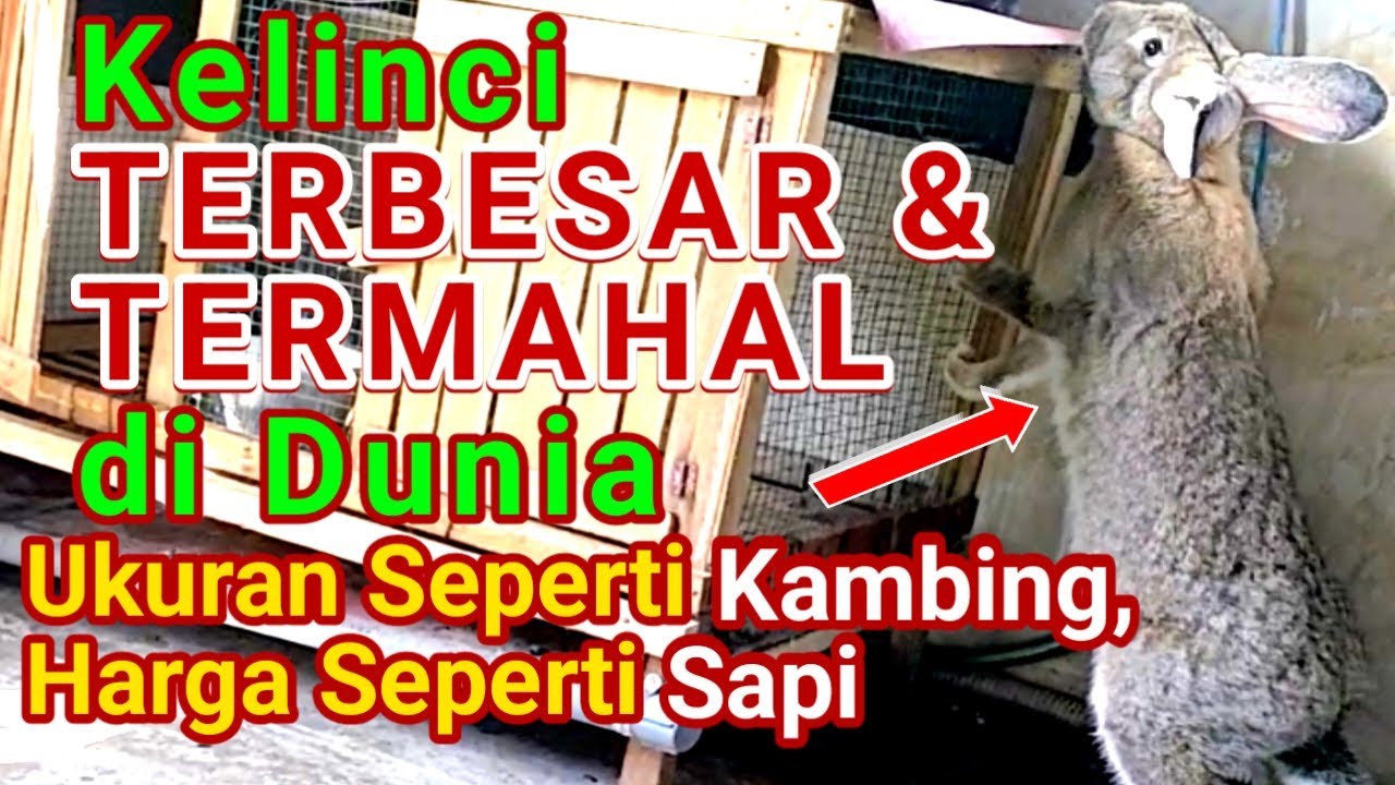 Kelinci Terbesar di Dunia dan Termahal di Dunia - YouTube