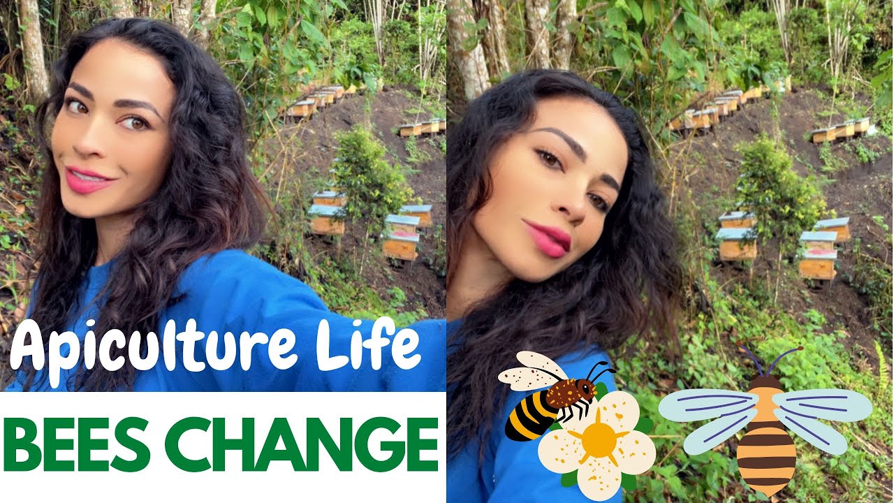 Working With Bees Trabajando Con Abejas / How To Move Bees From Place At Same Farm / Moviendo ...