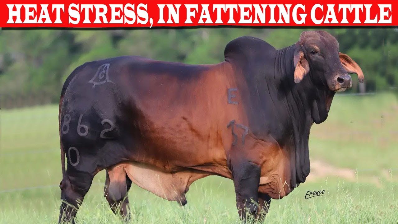 ⭕ HEAT STRESS, IN FATTENING CATTLE Cattle Brahman - YouTube