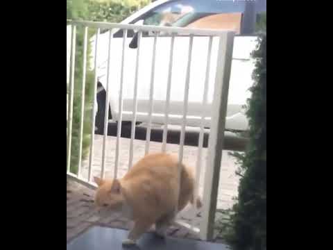 Cat stuck in gate - YouTube