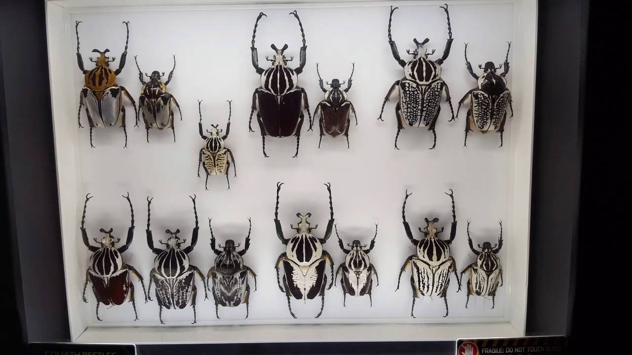 Ultimate bug collection! - YouTube