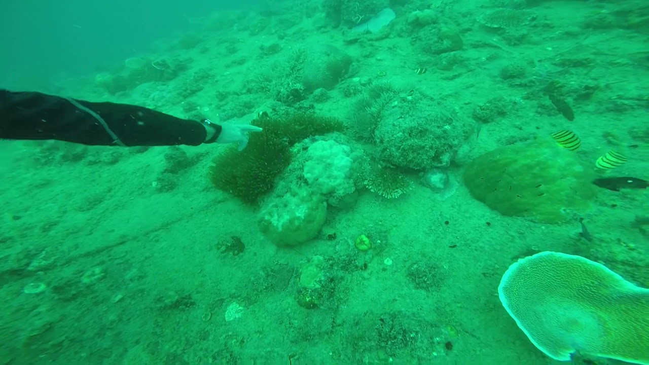 Coron Palawan Diving Adventures - YouTube