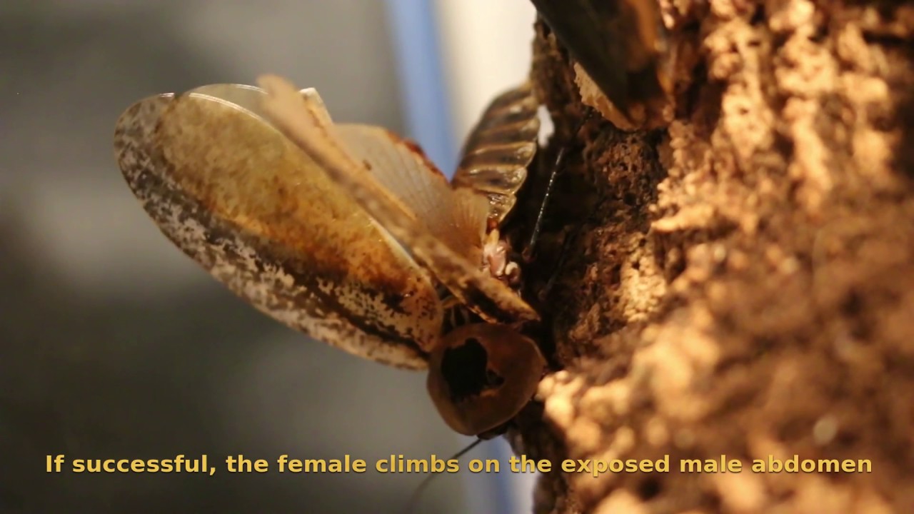 Archimandrita tesselata (peppered roach) mating dance - YouTube