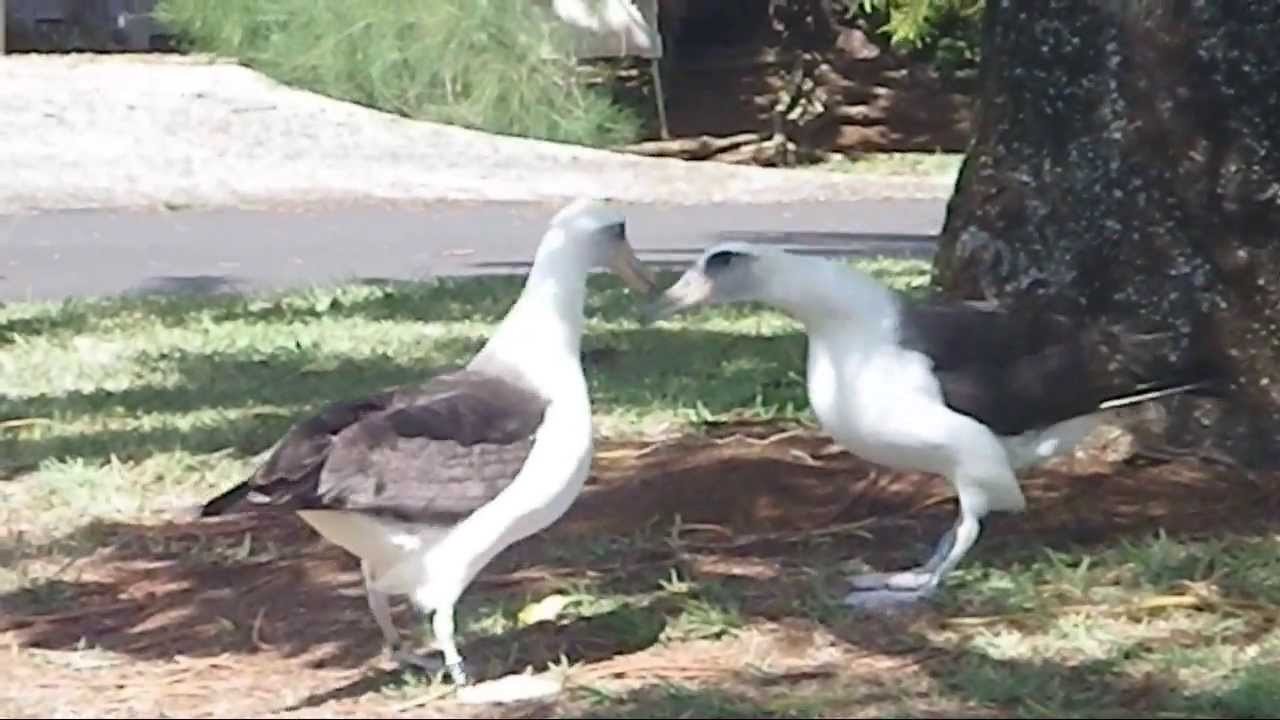 Laysan Albatross Courtship Dance #2 - YouTube