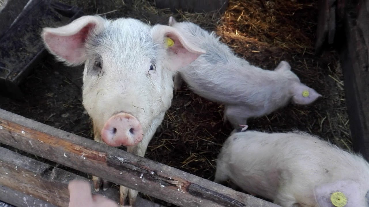 Prezint toate animale - YouTube