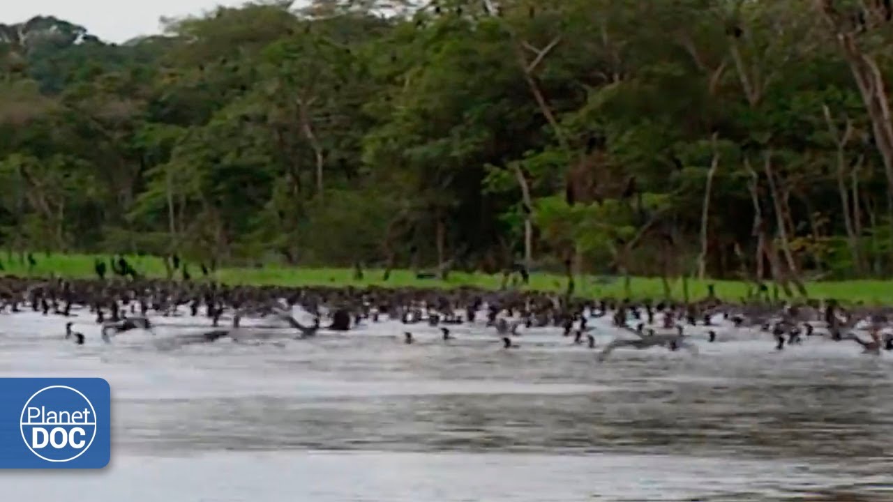 La interesante vida de los habitantes del Amazonas (DOCUMENTAL COMPLETO ...