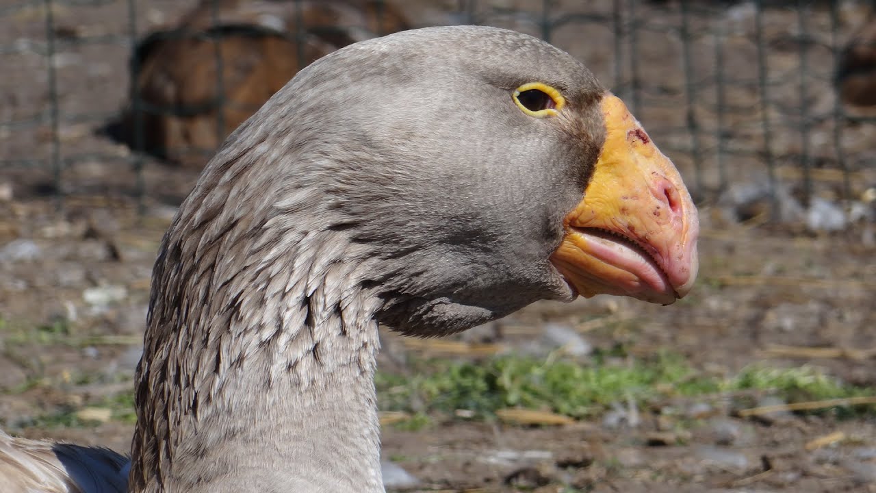 07.04.2020. Tula geese of Olympus Farm today. - YouTube