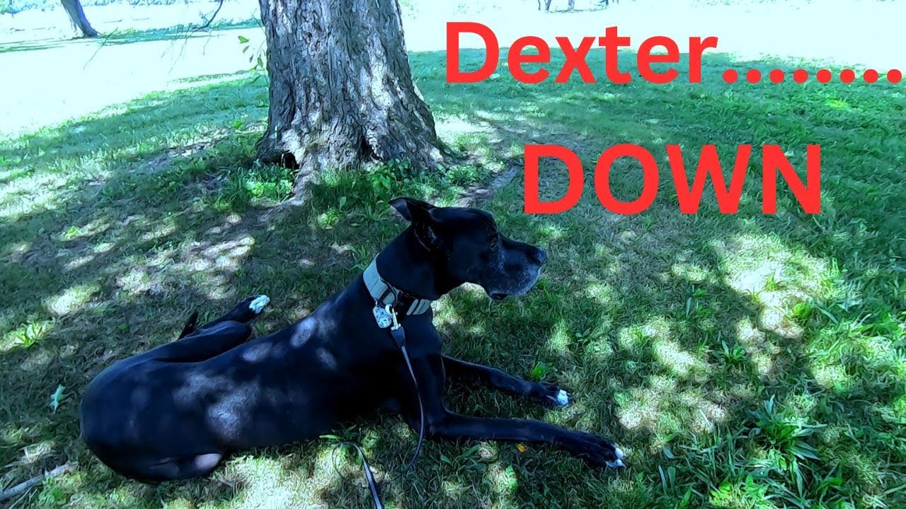 Great Dane Down Command, Dog Obedience Training - YouTube